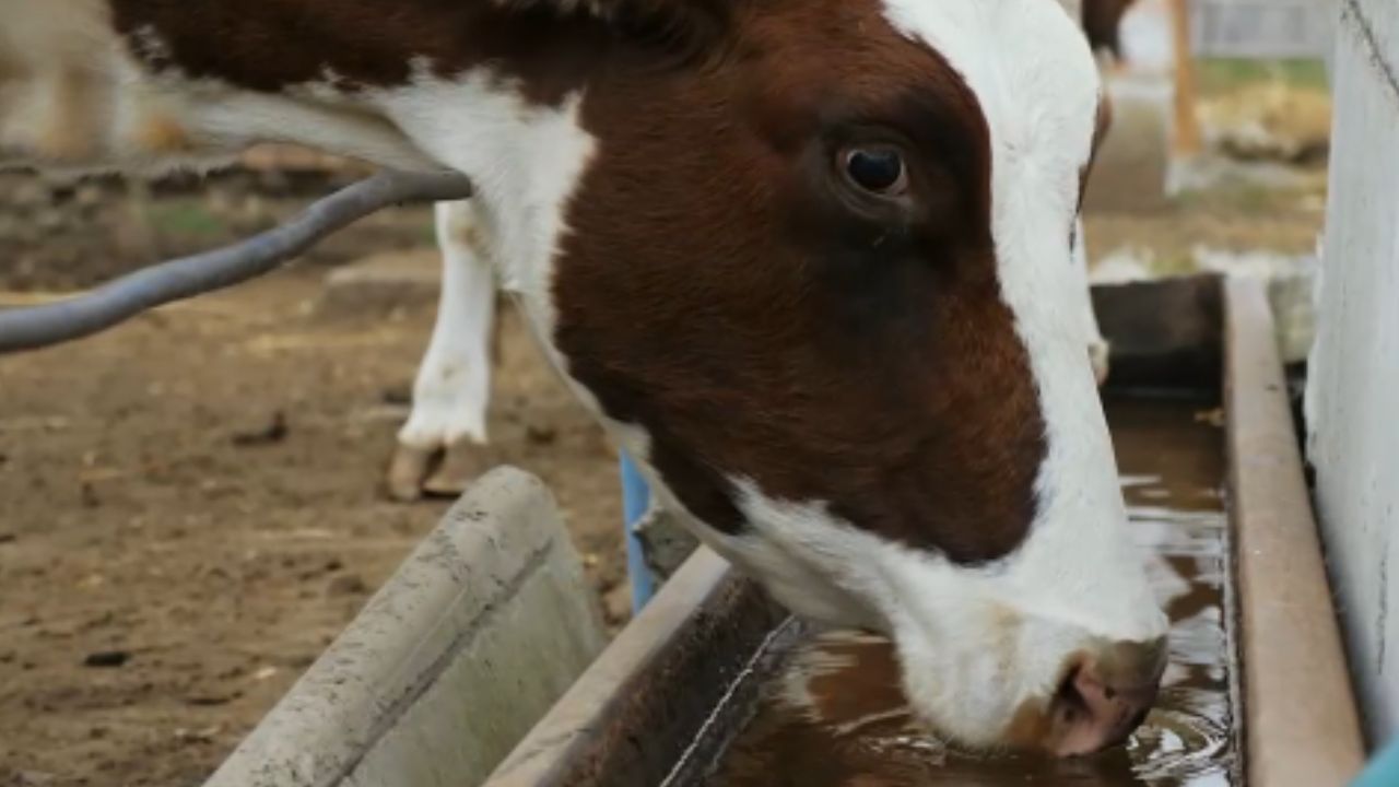 Alerta veterinaria: Ceniza del Poás pone en riesgo a animales - Extra TV