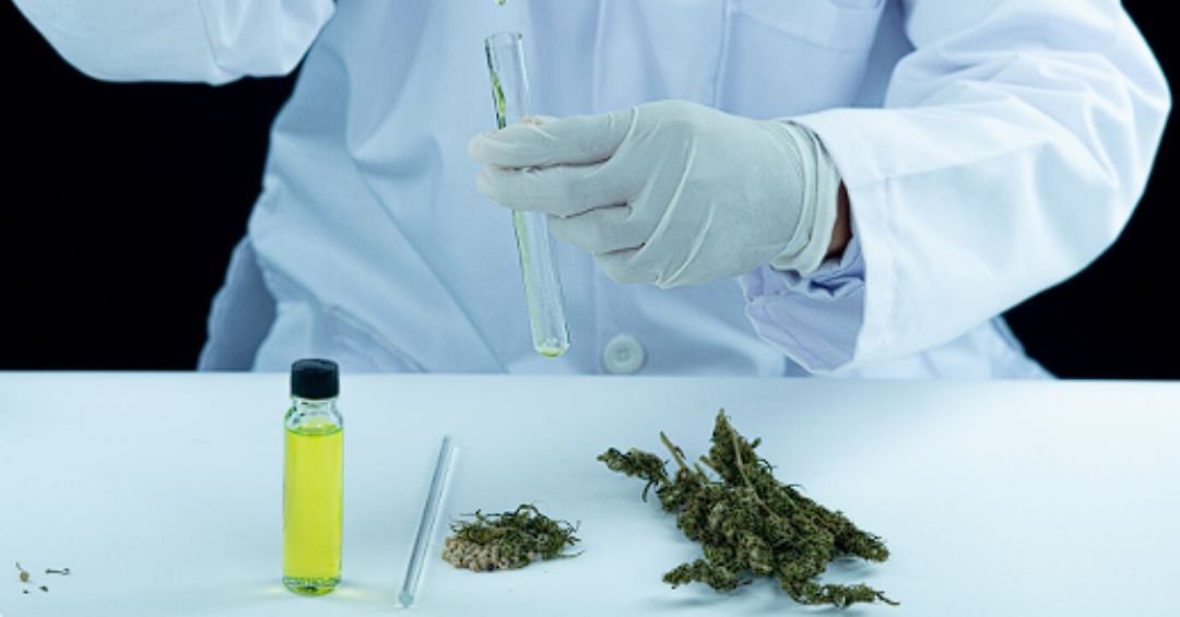 CR impulsa industria de cannabis medicinal con controles estrictos - Extra TV