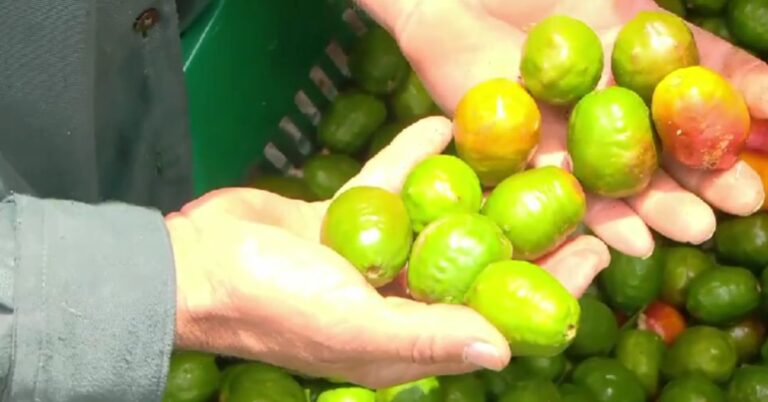 Don Marvin: El arte de cosechar jocotes a 12 metros de altura