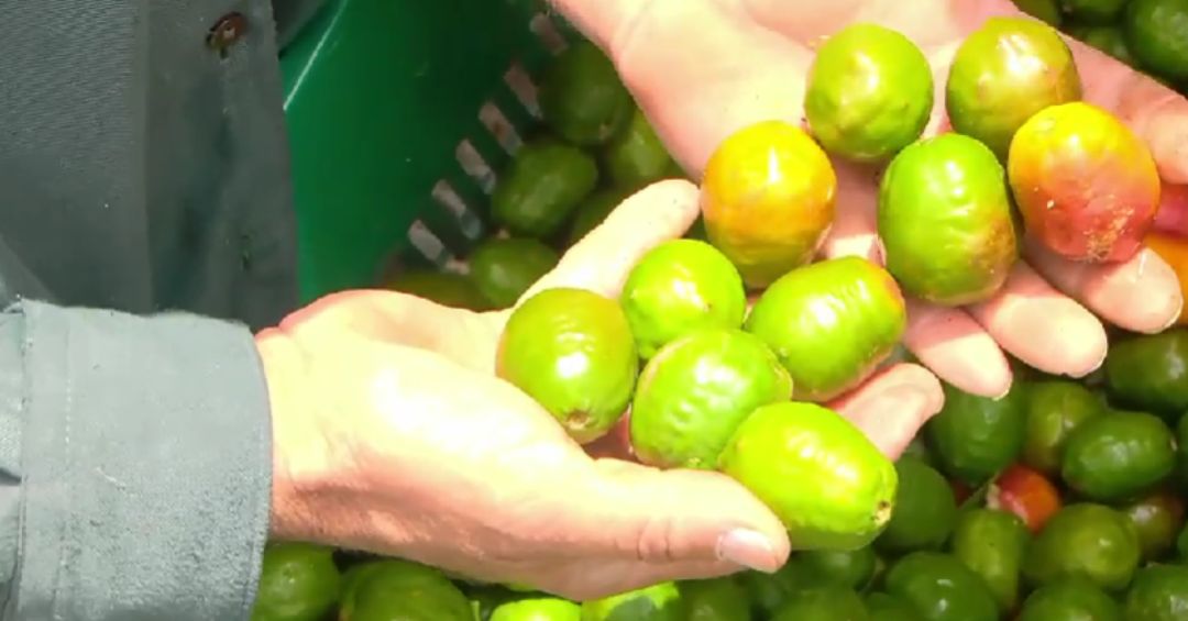 Don Marvin: El arte de cosechar jocotes a 12 metros de altura
